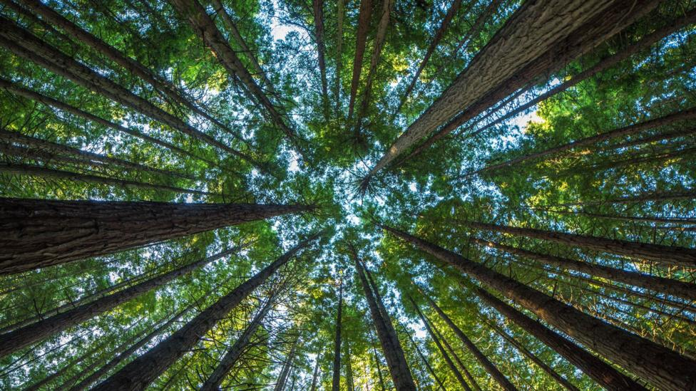 Equality or Equity?. “Treating different things the same can… | by Jemimah Ann George | Medium