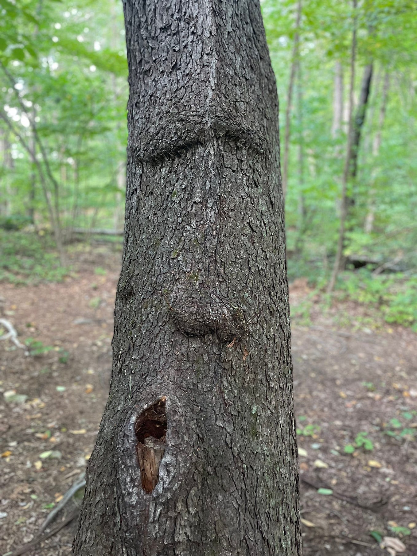 Is The Show “Expedition Bigfoot” Fake? | by SC | Weird Around Illinois | Medium