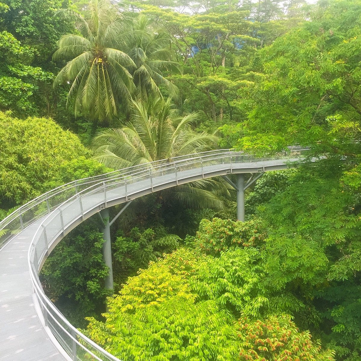 Exploring Kent Ridge Park: A Scenic Escape in Singapore, Powered by ...