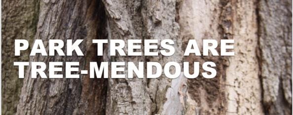 Get To Know 10 Common Park Trees (Part 1) | by pittsburghparks | Medium