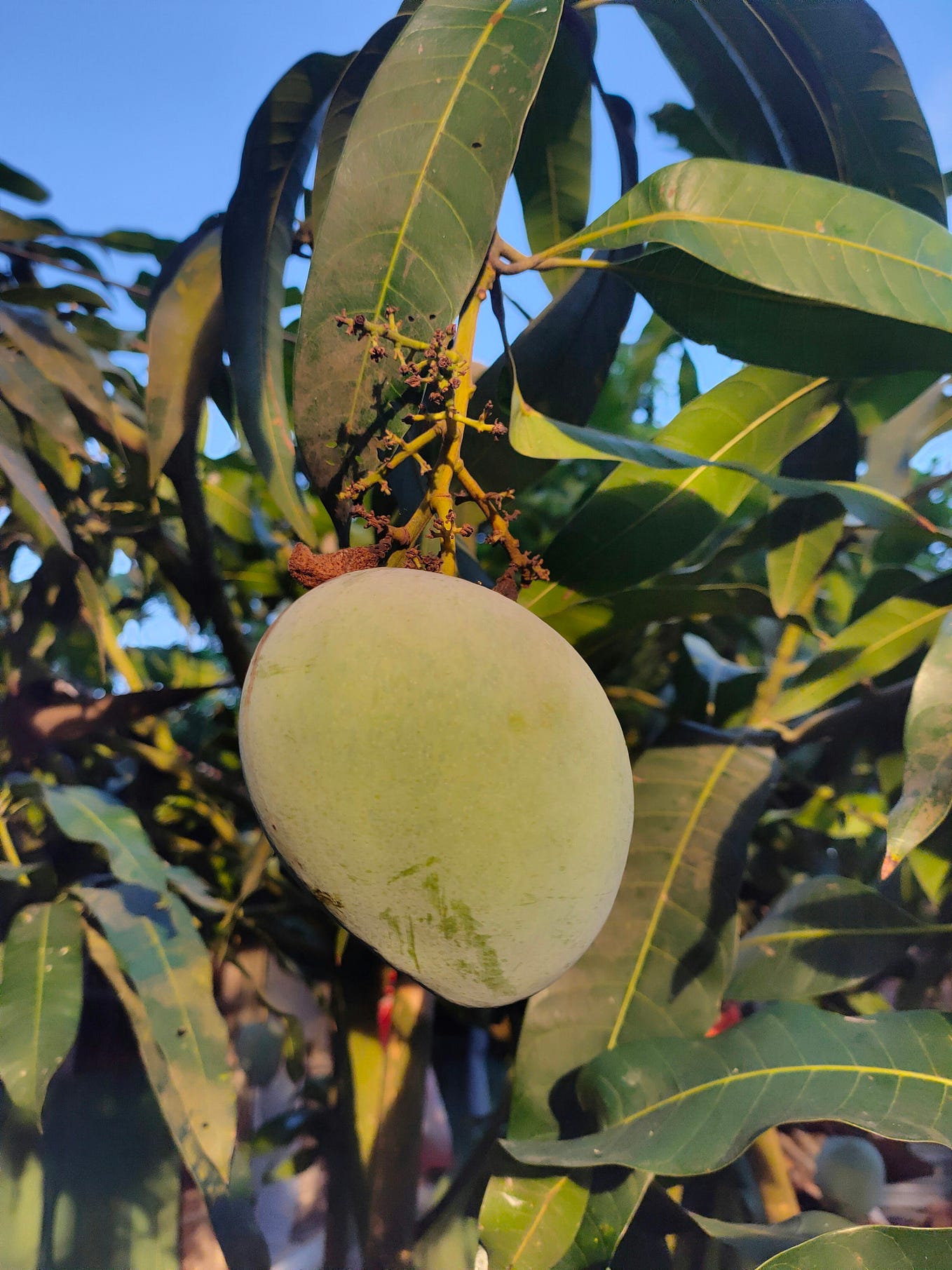Experience the Taste of Summer with Pakistani Mangoes in Riyadh | by ...
