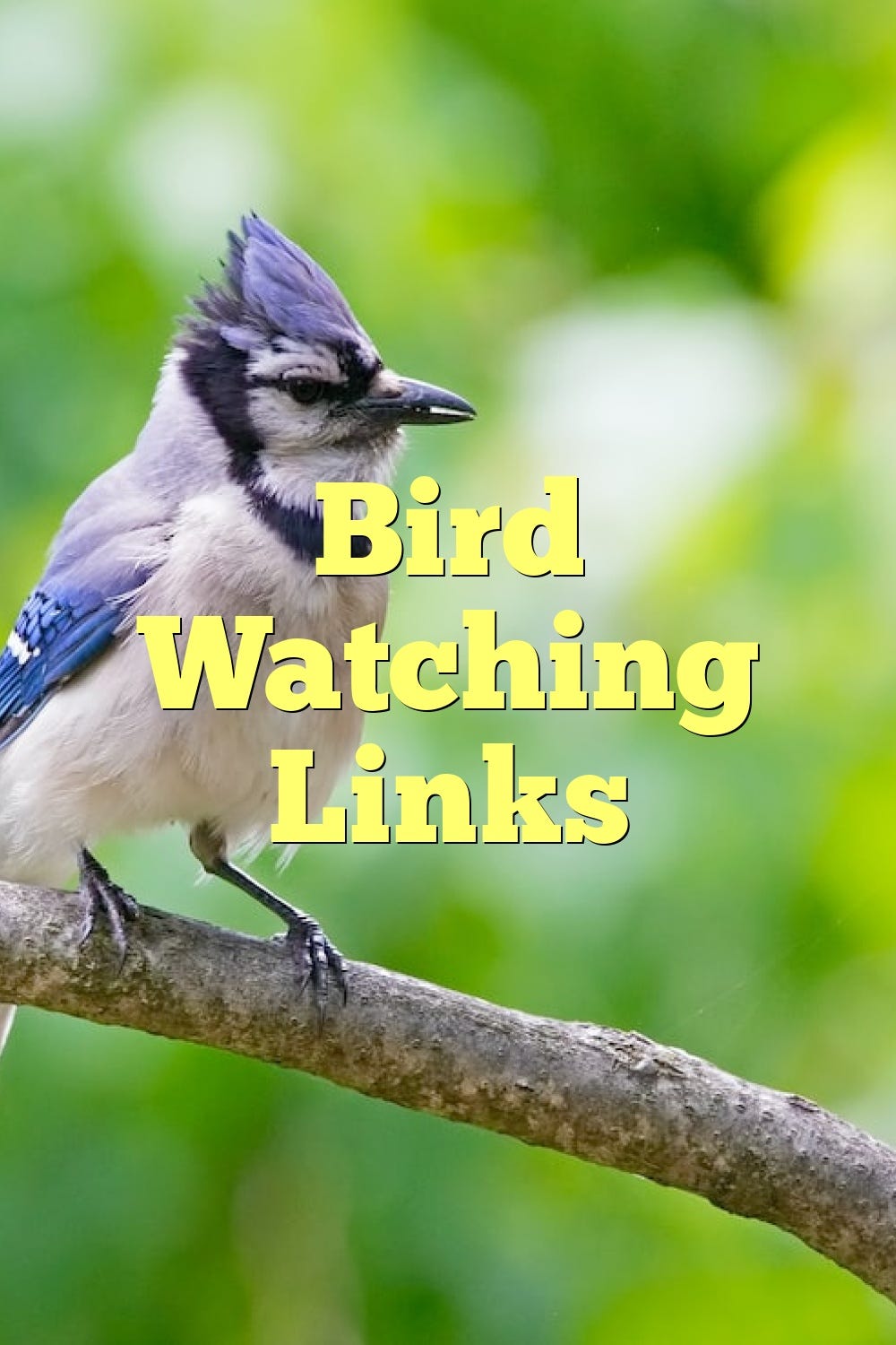 Bird Watching Gifts — Holiday Gift Ideas | by Birdsquestions | Medium