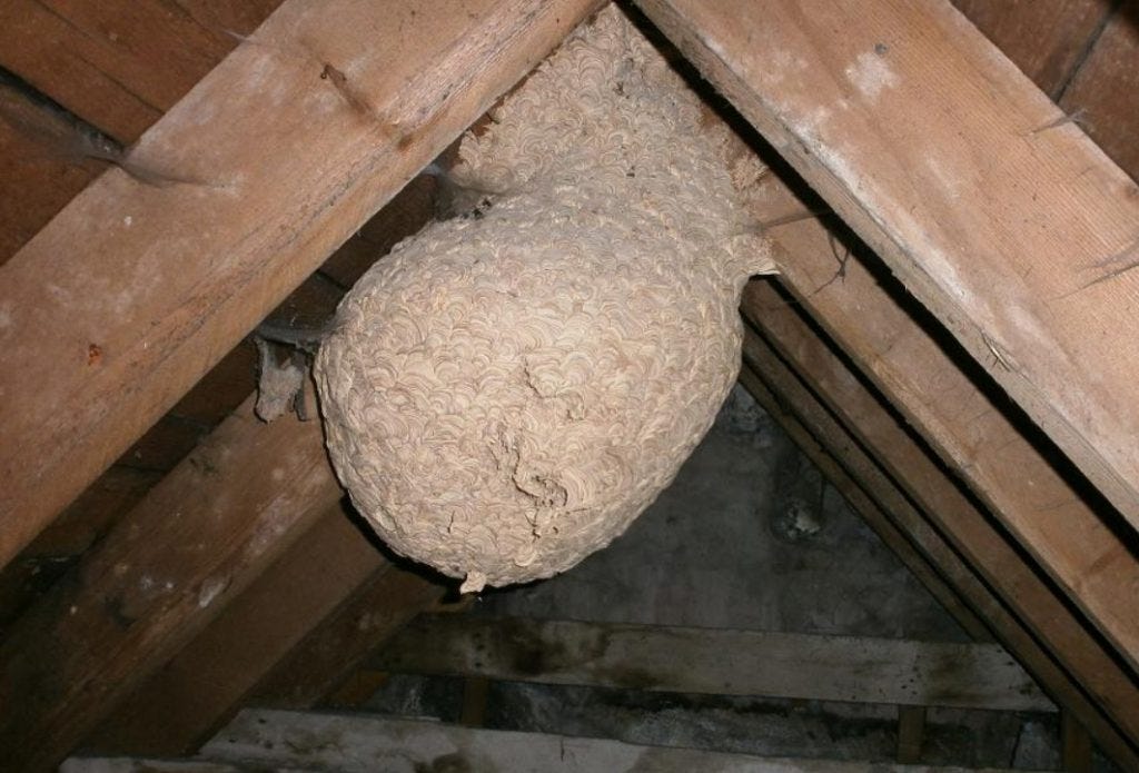 What does rat poop look like?. One of the clearest and most undeniable ...