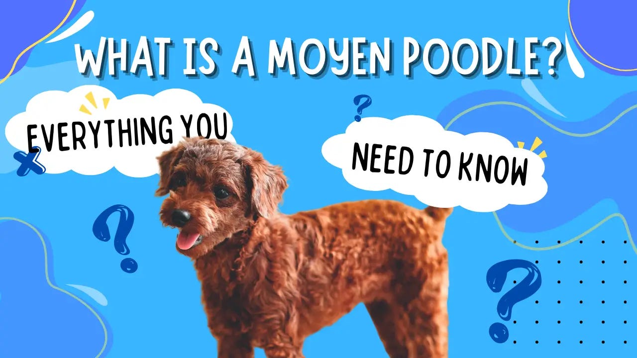 Royal Poodle: A Comprehensive Guide To The Elegant Breed | by PoodleHQ ...