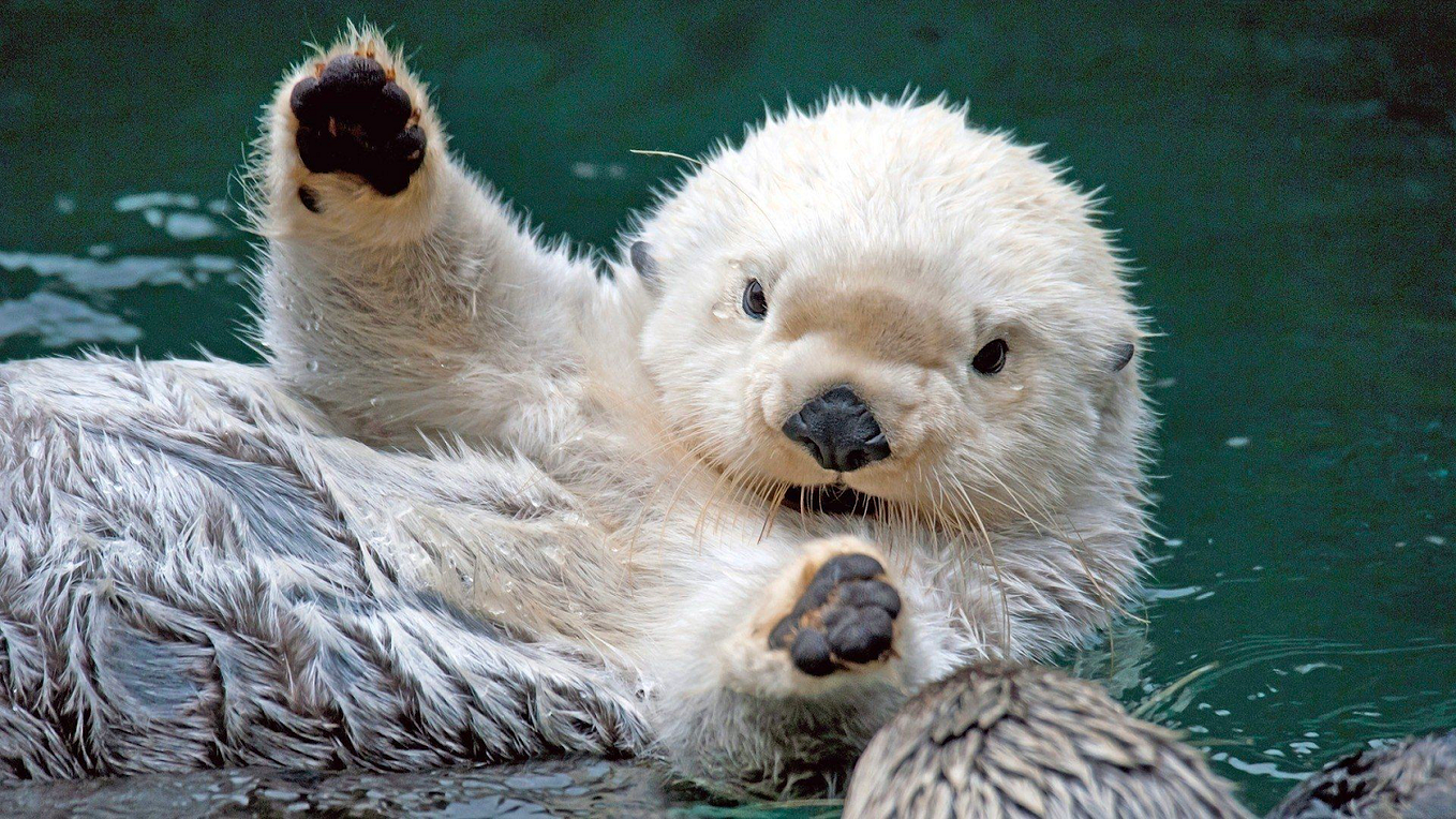 Introducing Ollie the Otter. Before we all go home or chill out for ...