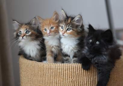 Derivation of the Lorentz Force Law from the Lagrangian: A Comprehensive Tutorial | by ...