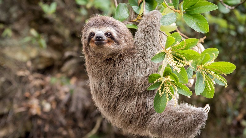 Keep Your Nx Workspace Clean with ESLint | by Matt Vaughn | angularlicious | Medium