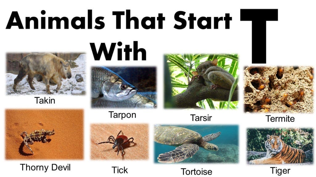 Animals That Start With W: Wild Wonders Unveiled! | by Alex Hope | Aug ...