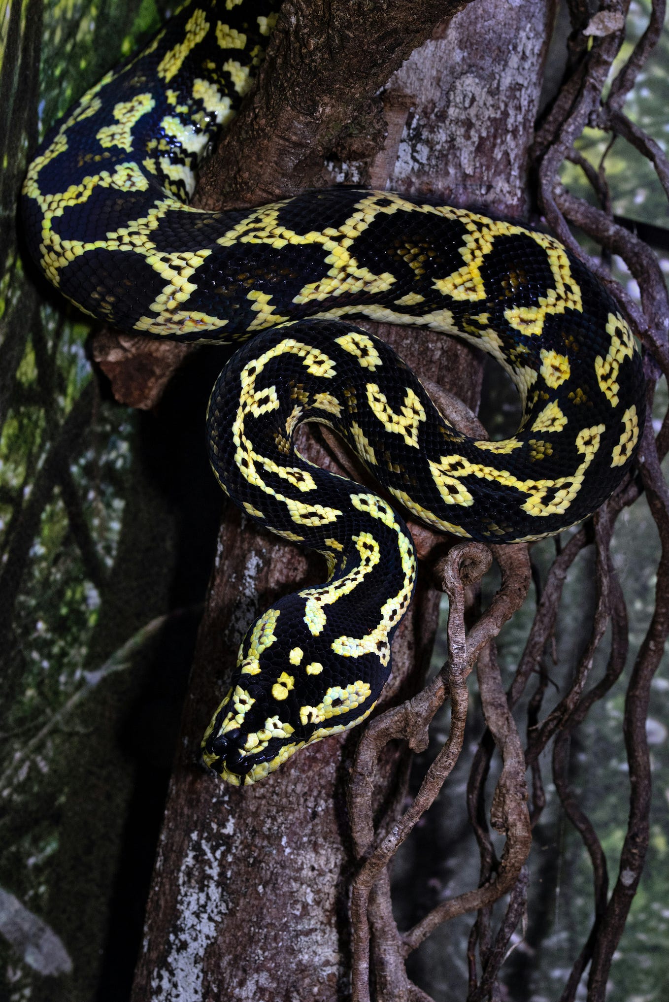 Complete Python Strings — Part 1 With Implementation By Naina 2575