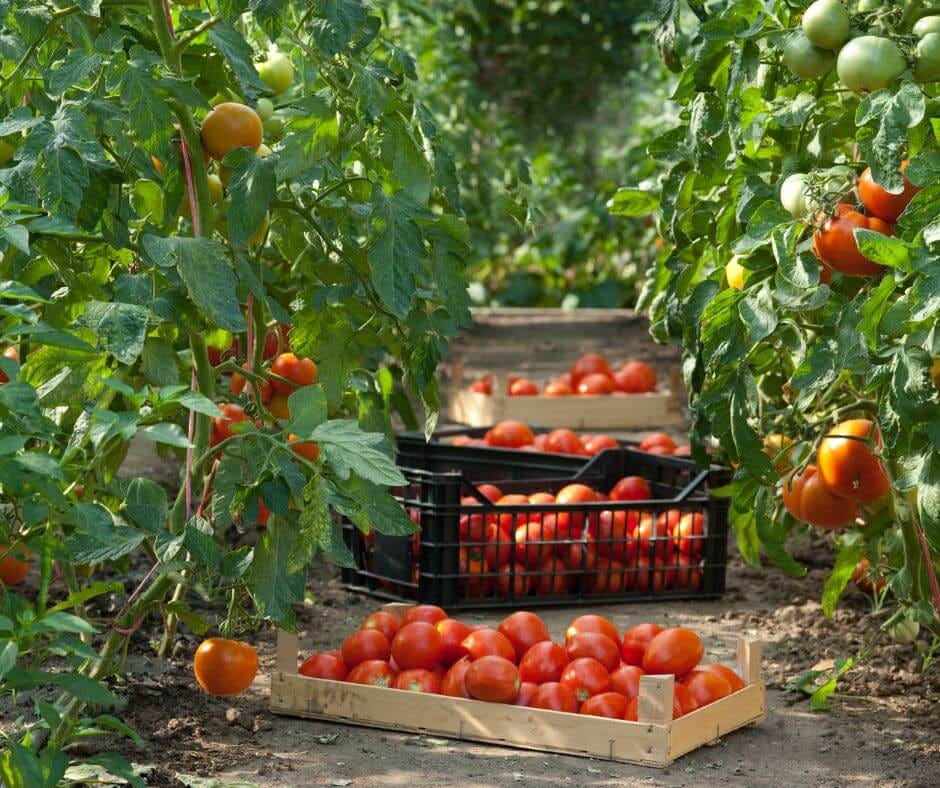 Vegetable to plant together “planting vegetables at the right time ...