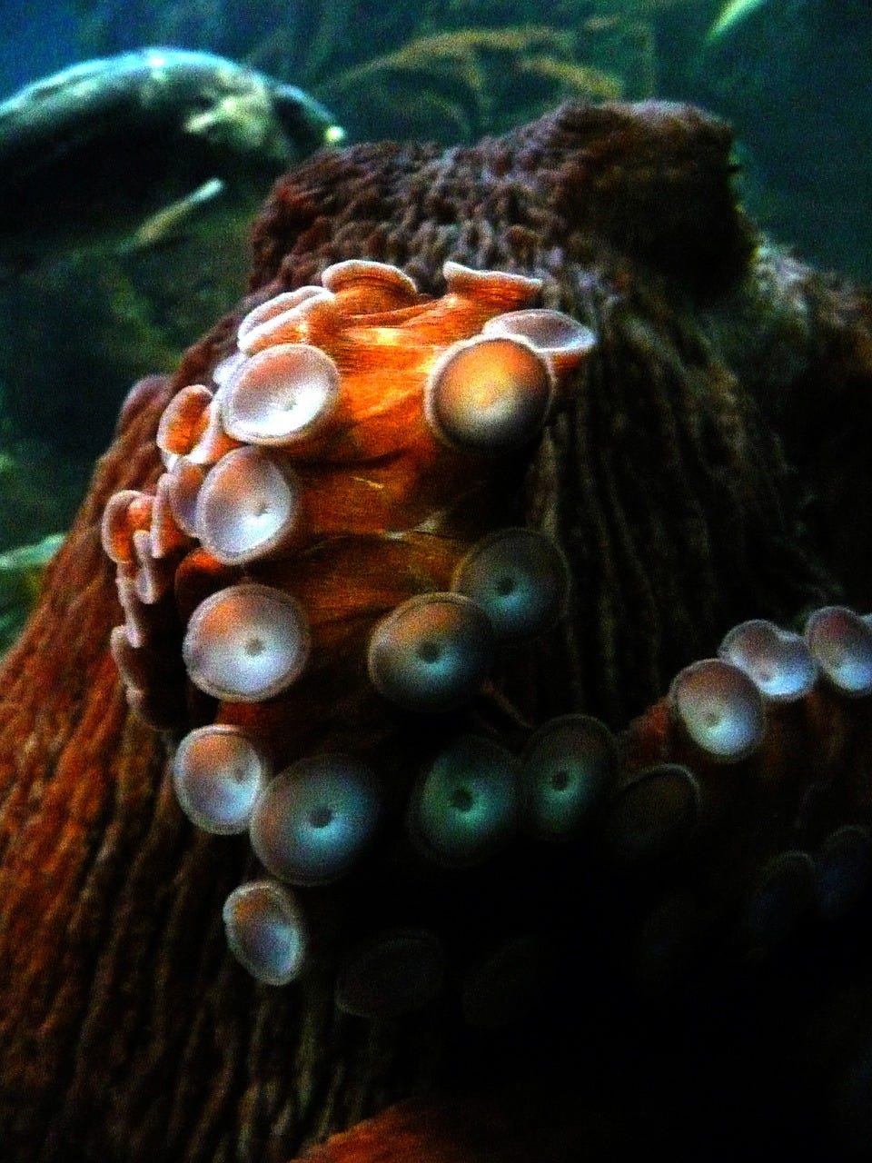 Kraken Platform: Everything You Need to Know About Kraken Shop and Kraken Store | by Sopha ...