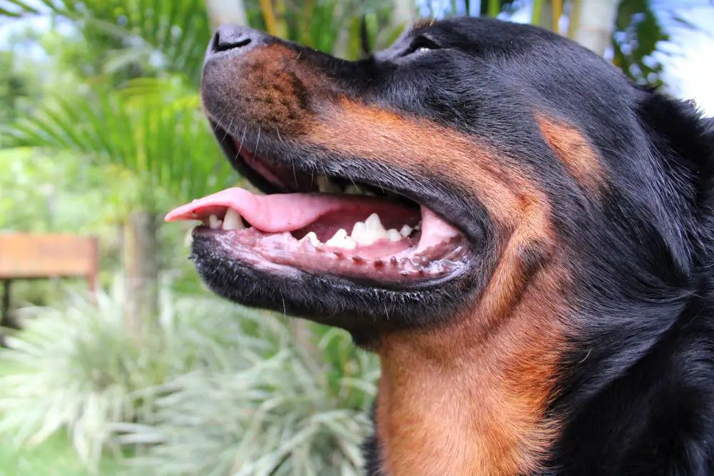 Rottweiler Showing Teeth