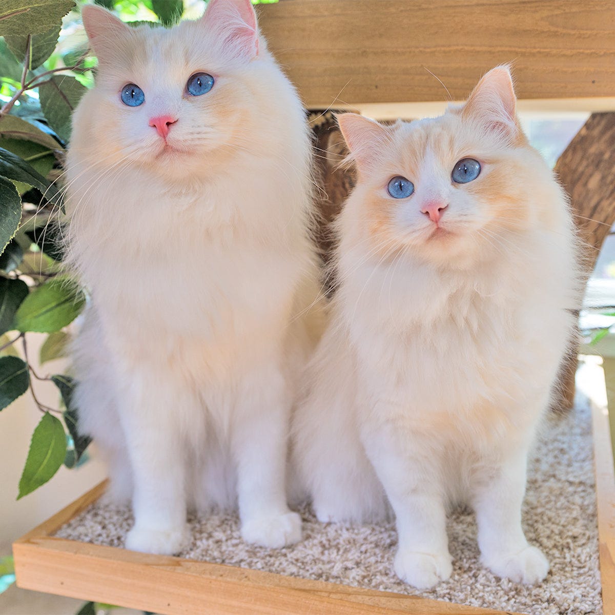 Ragdoll Tabby Cat Mix vs. Other Cat Breeds | by jumpy kitten | Medium