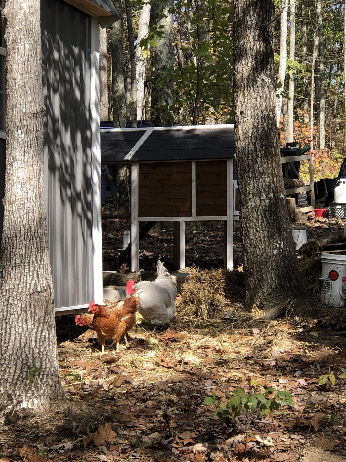 What Size Garden Do Chickens Need? - Backyard Chicken News - Medium