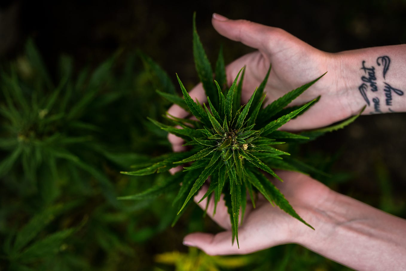 Why Does Cannabis Make You High?. Turns out the plants don’t want to be ...