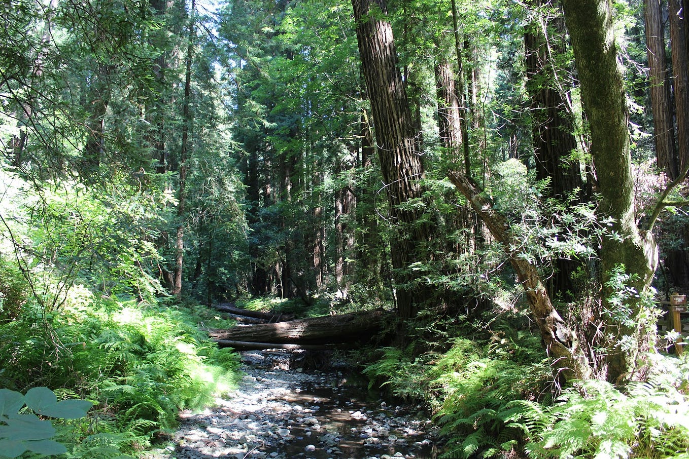 Biden’s Bid to Protect Old-Growth Forests | by Jennifer Normoyle | Medium