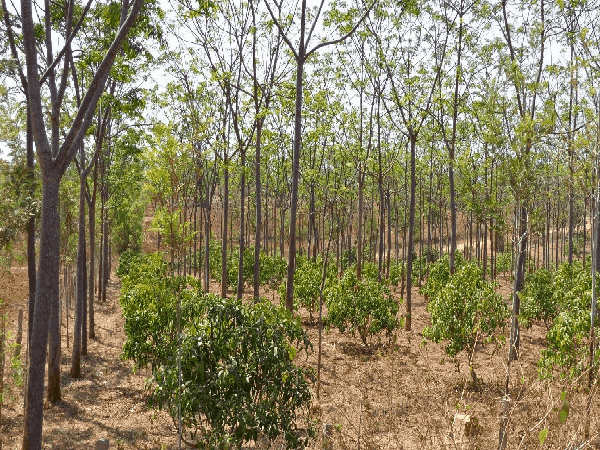 The Ultimate Guide For Pomegranate Farming (2021) | by Good Land Gurus ...