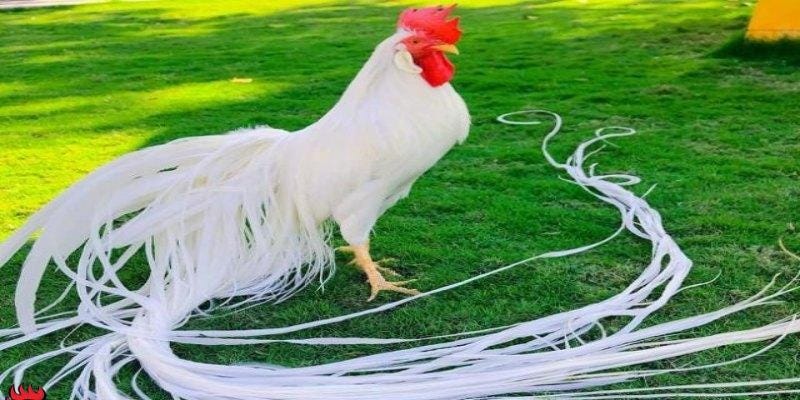 Xem mau mang ga da. Màu mạng gà đá là gì? Cách xem màu mạng… | by Đá gà ...