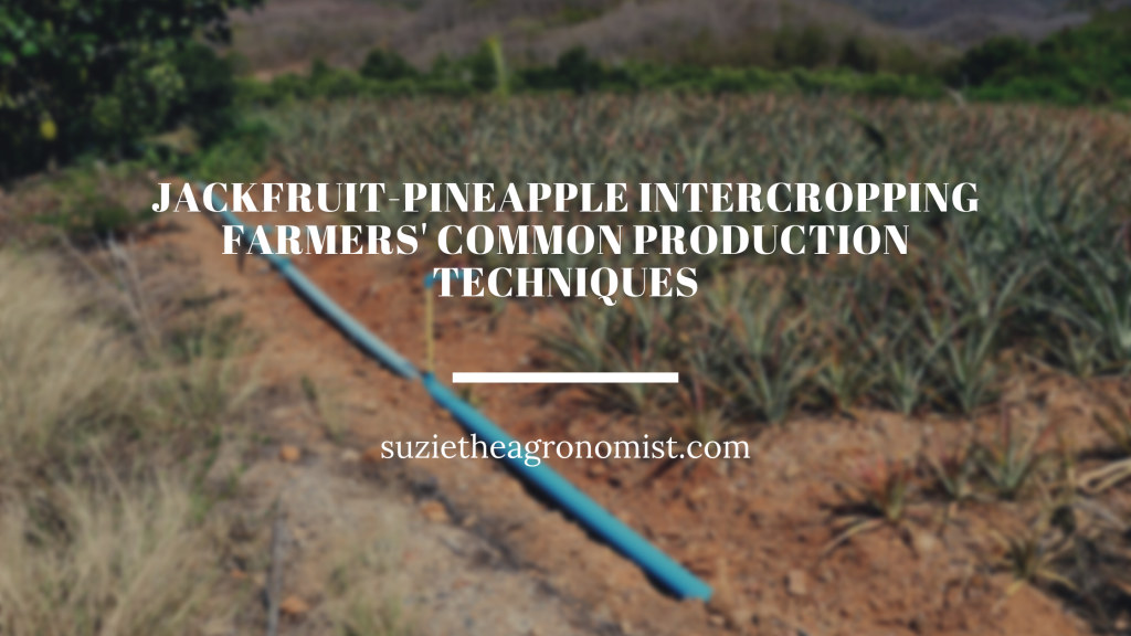 FOLIAR APPLICATION FOR PINEAPPLE PRODUCTION | by Suzie The Agronomist ...