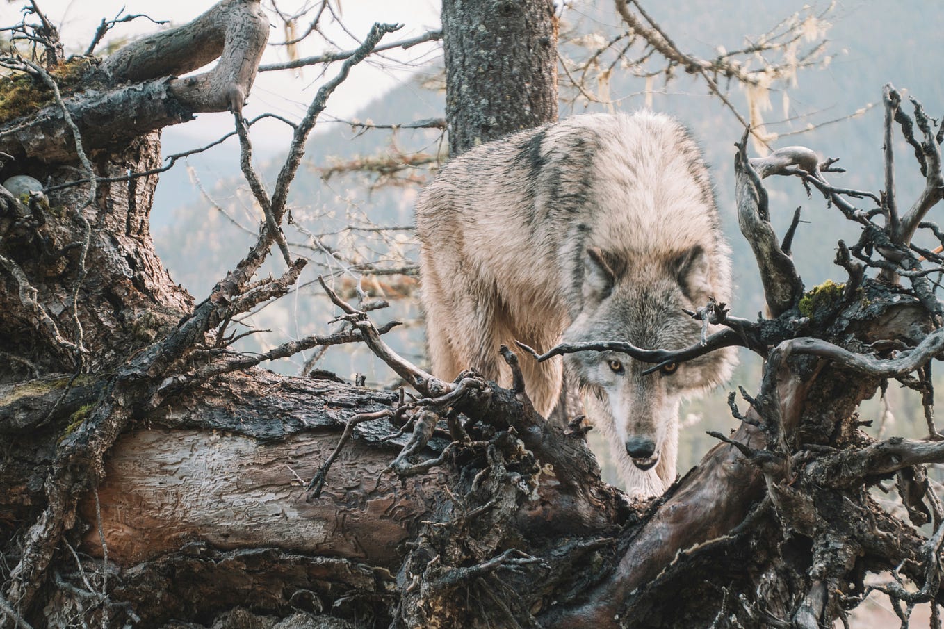 Wolf Brother: Chapter 19 Analysis | by FireKATLit | Jul, 2024 | Medium