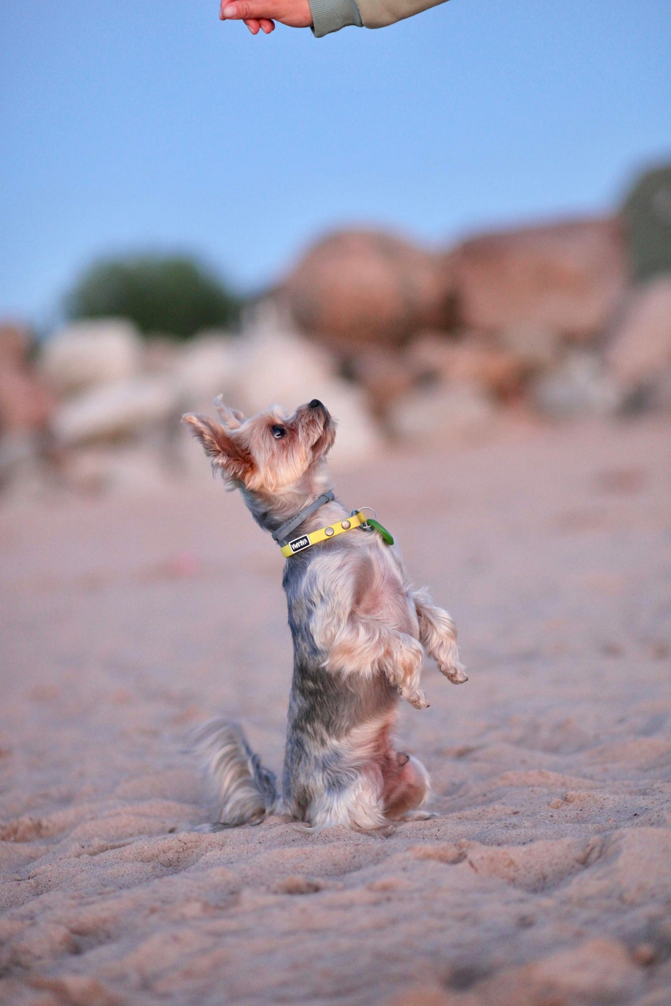 Daily Dog Training Taught Me the Importance of Self-Discipline | by ...
