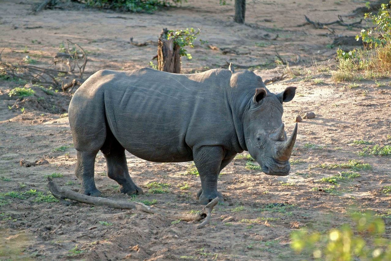 Meet the woman who is uncovering the truth behind the illegal rhino ...