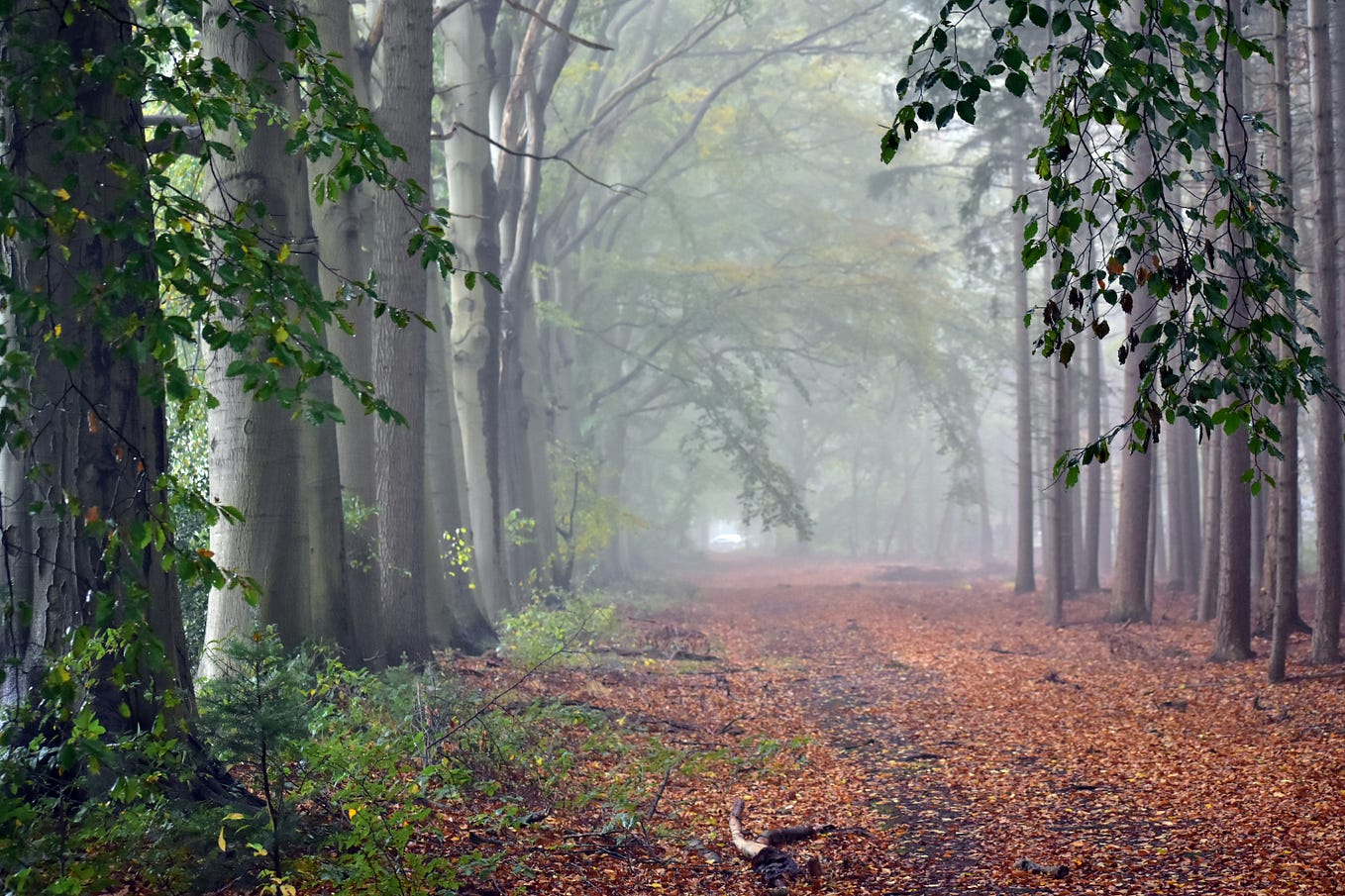 Your exploration of the healing power of nature through the lens of ...