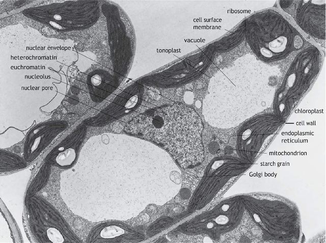 Mole Chemistry With Professor Sohail: | by Sohailsunny | Medium