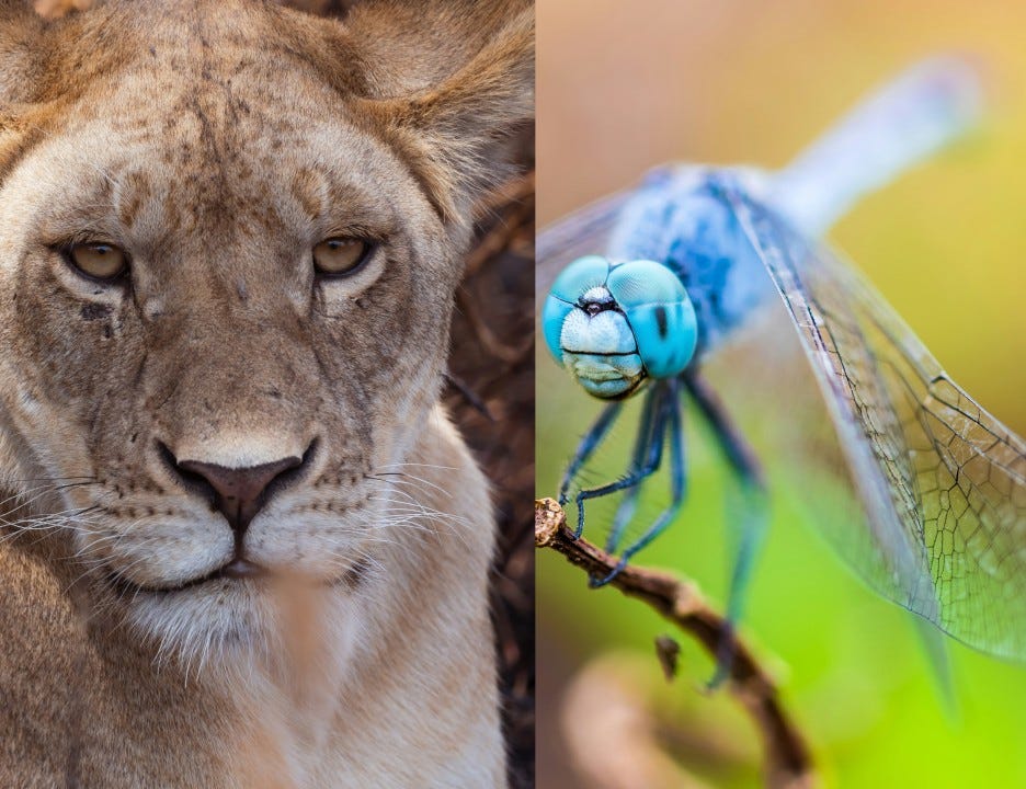 OS Components: Hardware, Kernel & Shell | by DevOps Snapshots | Medium