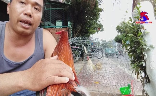 ga bi yeu chan. Nguyên nhân gà bị yếu chân — Cách điều… | by ...