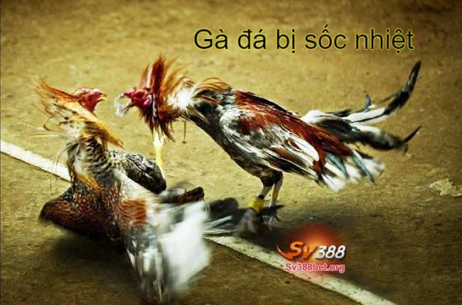 Cach mo mo ga. Vì sao chúng ta nên mở mỏ cho gà chọi… | by sv388 bet ...
