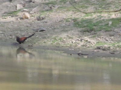 Automating Notion using notion-py | by Prathmesh Deshpande | Analytics Vidhya | Medium