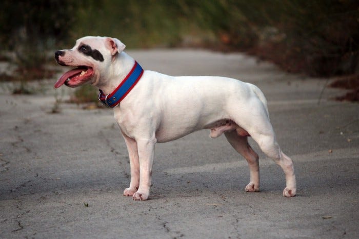 Everything You Need to Know About Staffies | by Iconic Paw | Medium