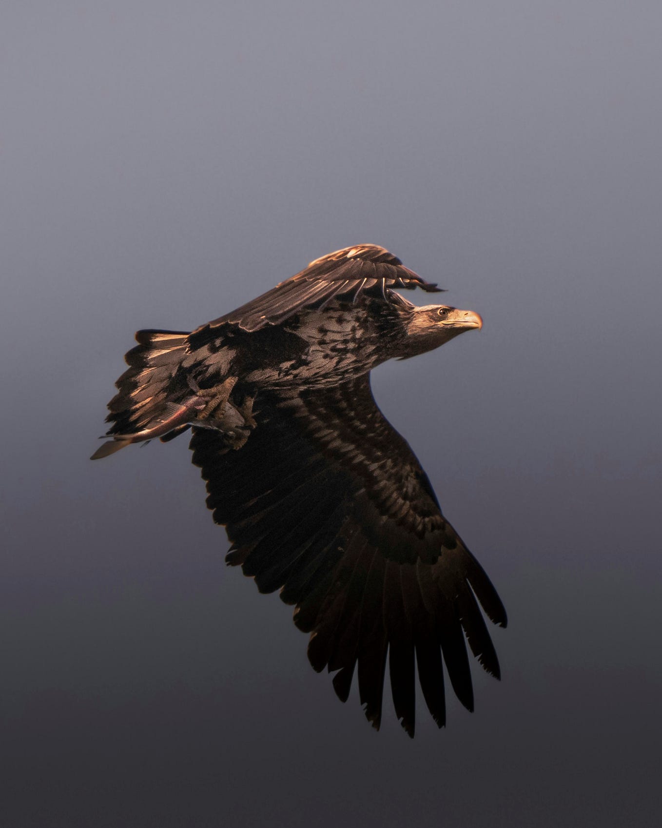 55 ACE CUSTOMER. CARE HELPLINE NUMBER- 9800189284 -((♀️9547571974♀️ ...