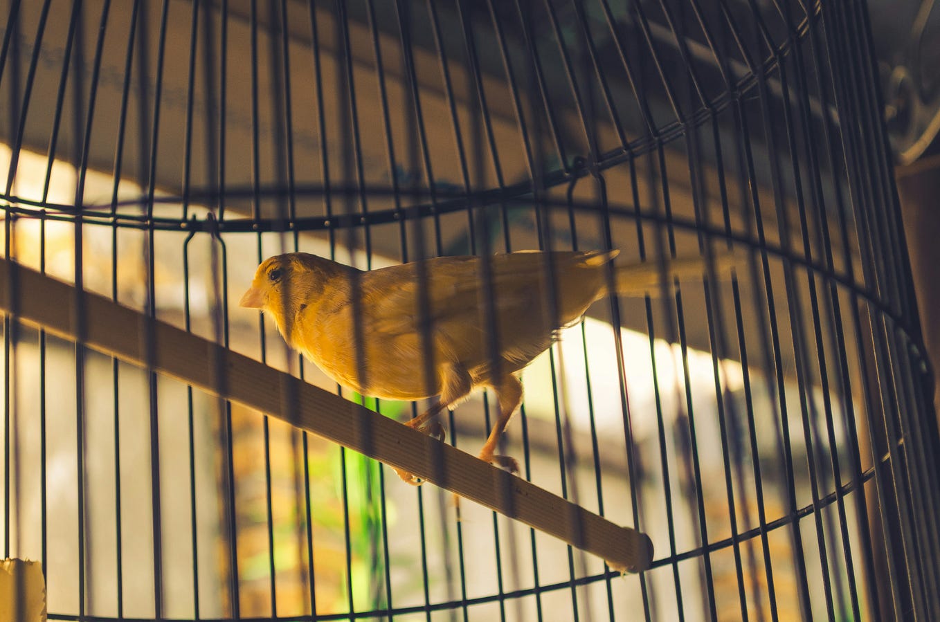 The Complete & Definitive History of Mr Canary M. Burns | by Millie Dev ...