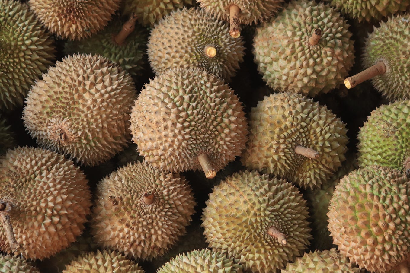 King of Fruits: The Best Durian Types Worldwide | by Tropical Page ...