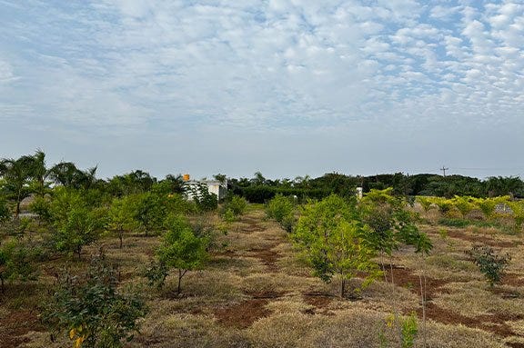 Potential of Sandalwood Farm Investment with Dhatri Estates | by Dhatri ...