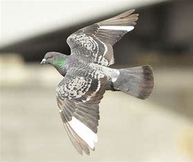 When the Rainbow Calls. Winnie the Pooh (A.A. Milne) said, “How… | by ...