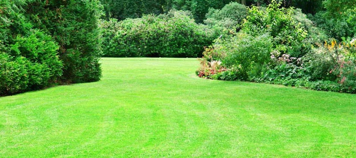 Lawn Care Rome. Morning walk is very important for a… | by gaproturf ...