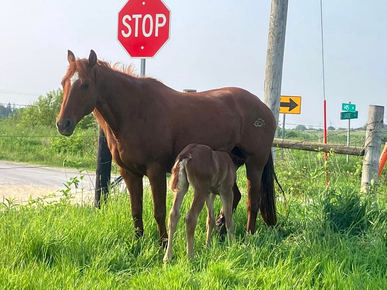Alumni Association Prepares to Celebrate 100 Years of Shameless ...