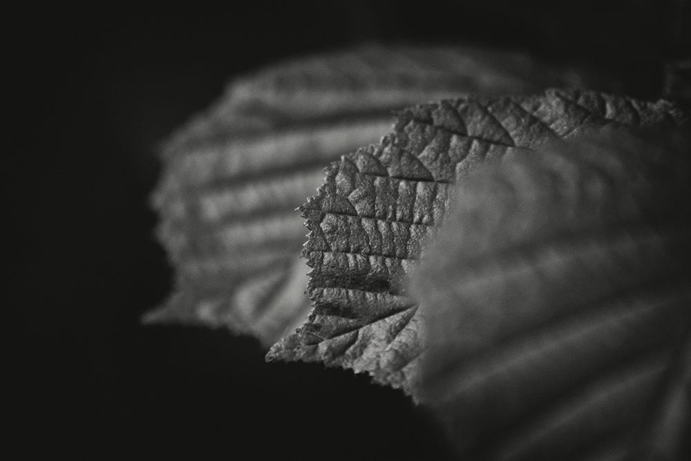 Aaron Siskind: A Pioneer of Abstract Photography | by MartinVorel.com ...