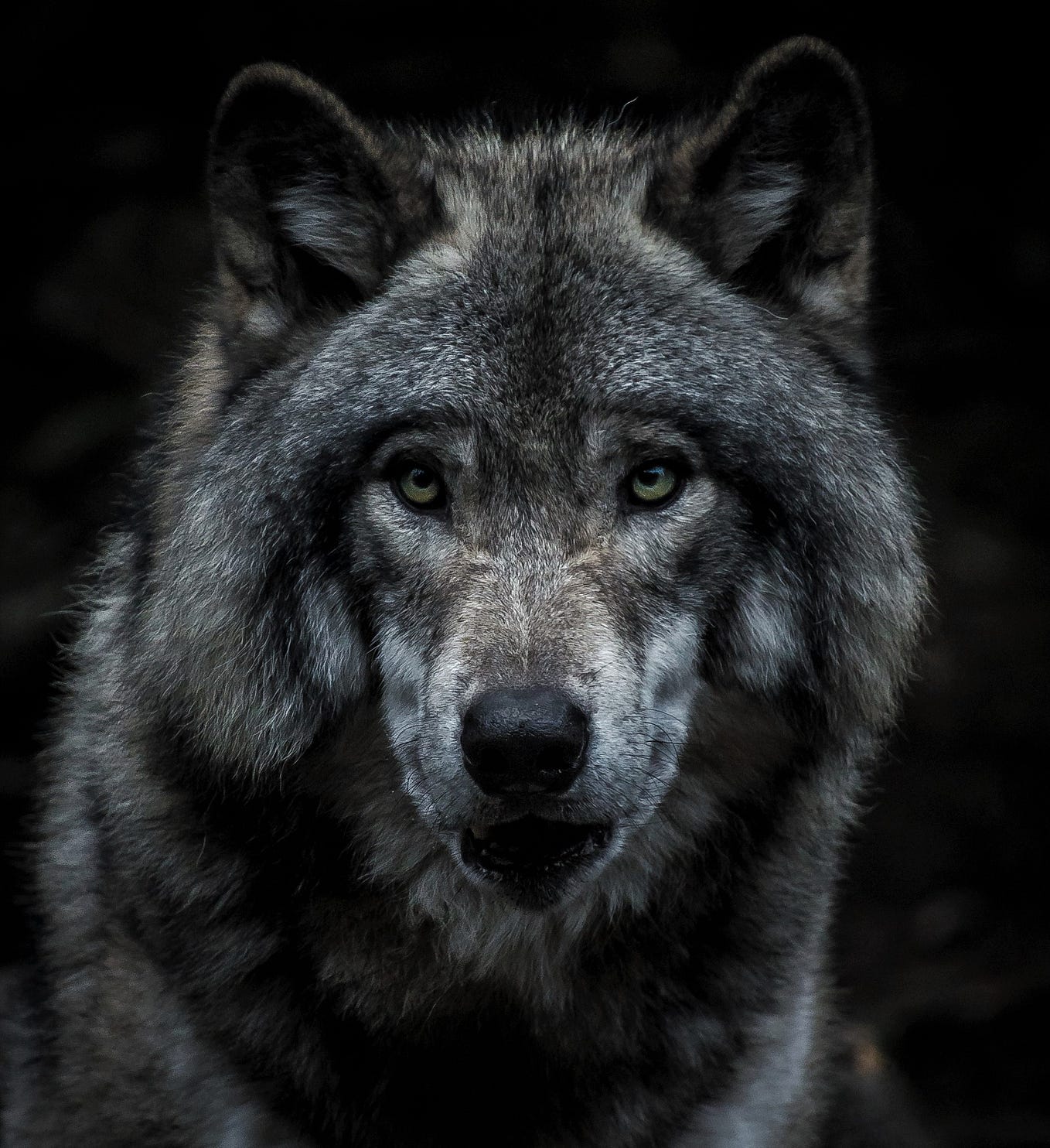 The ‘Mythical Wolf’ and the Politics of Wolf Conservation in the U.S ...