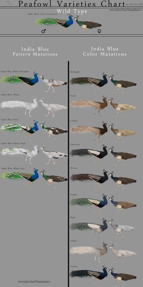 Five Strange facts about peacocksFive fascinating Peacock facts | by ...