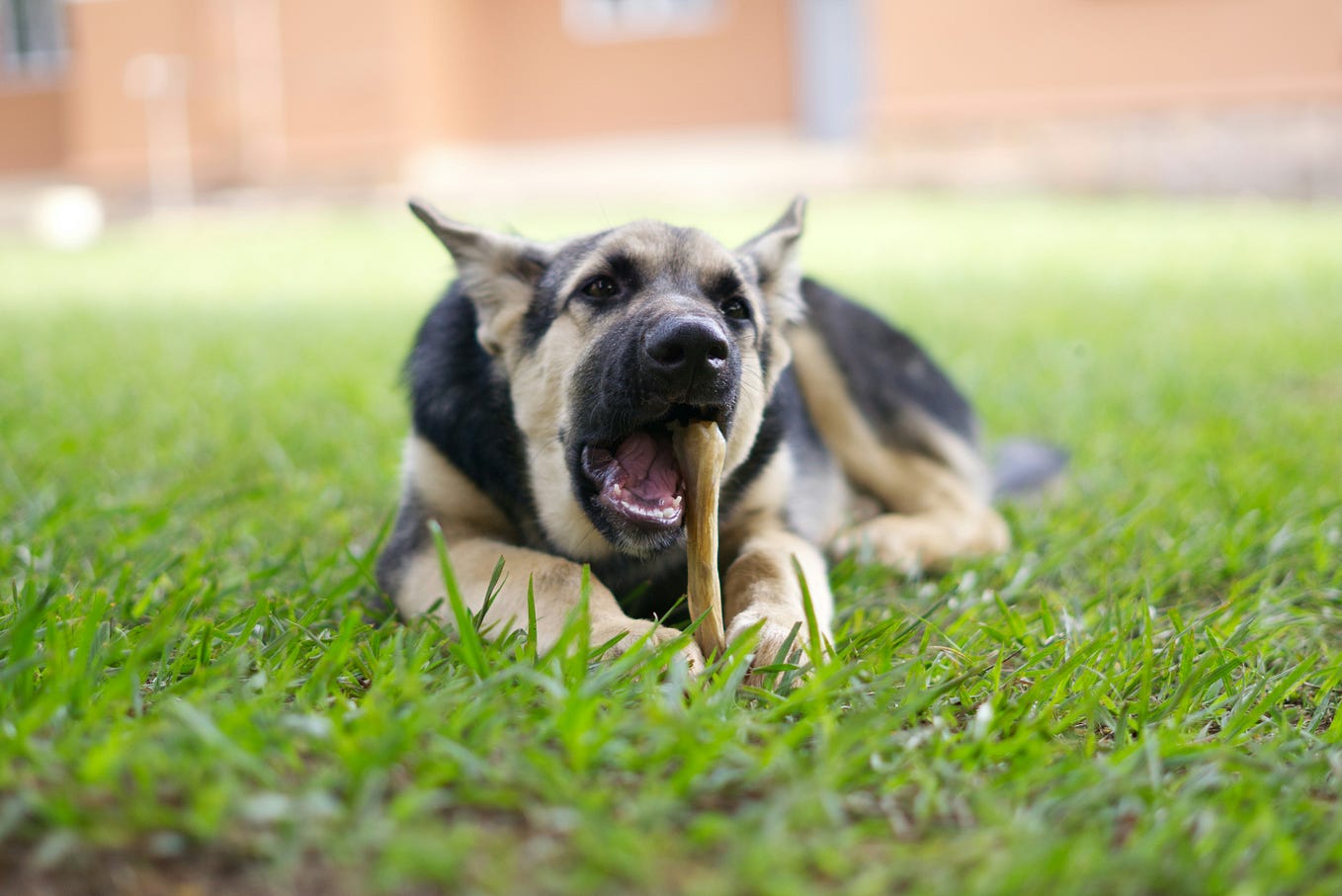 What Is Reactivity? A Short Guide for Dog Parents | by Get Sit Done Dog ...