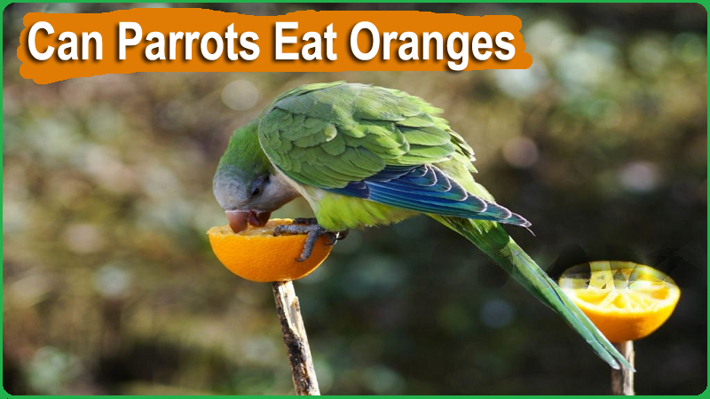 Can Parrots Eat Blueberries? What You Need to Know | by Amelia Kosh ...