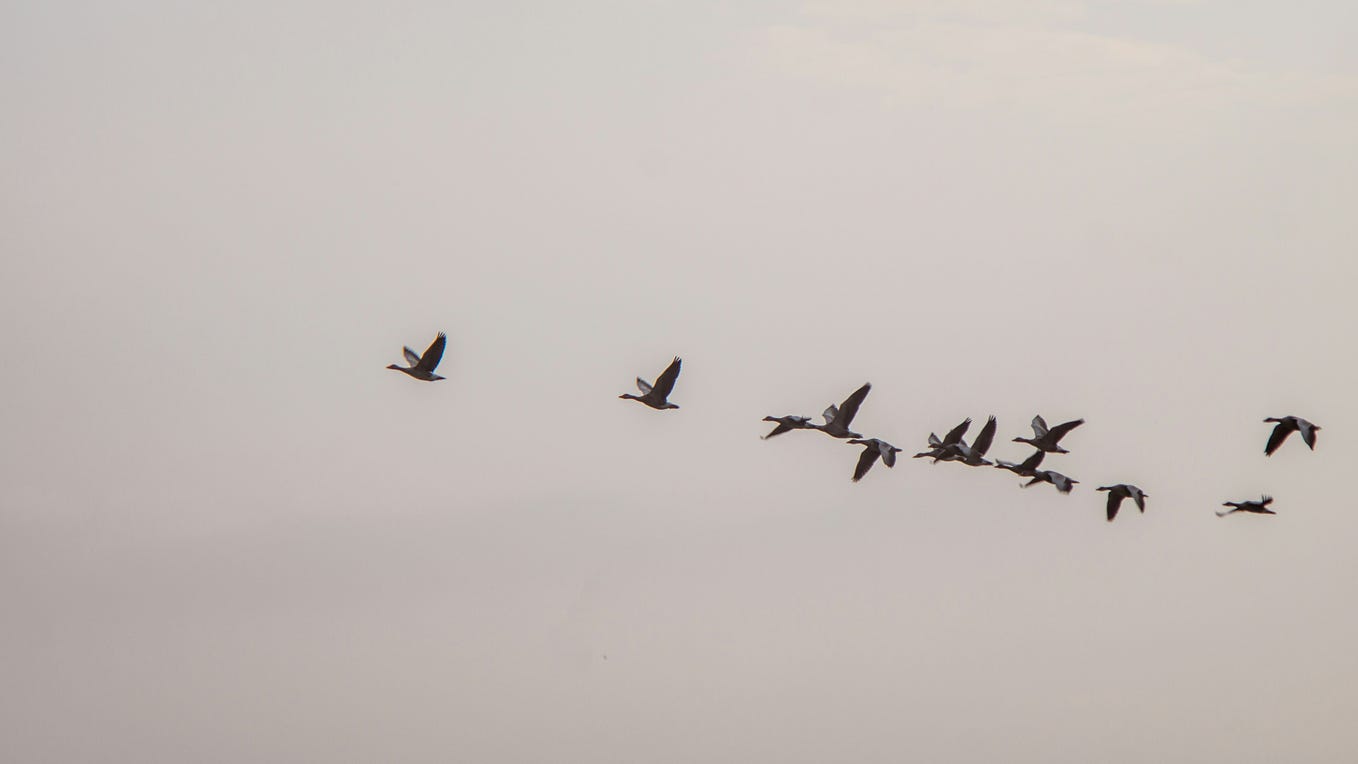 Optimizing Net Testing Workflow Docker In Docker Testing With 1409