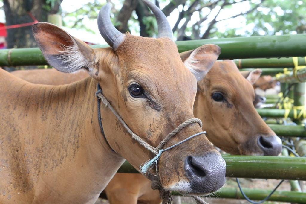 Sapi Rahayu Batam Boleh Didapatkan untuk Qurban Aidiladha di Singapore ...