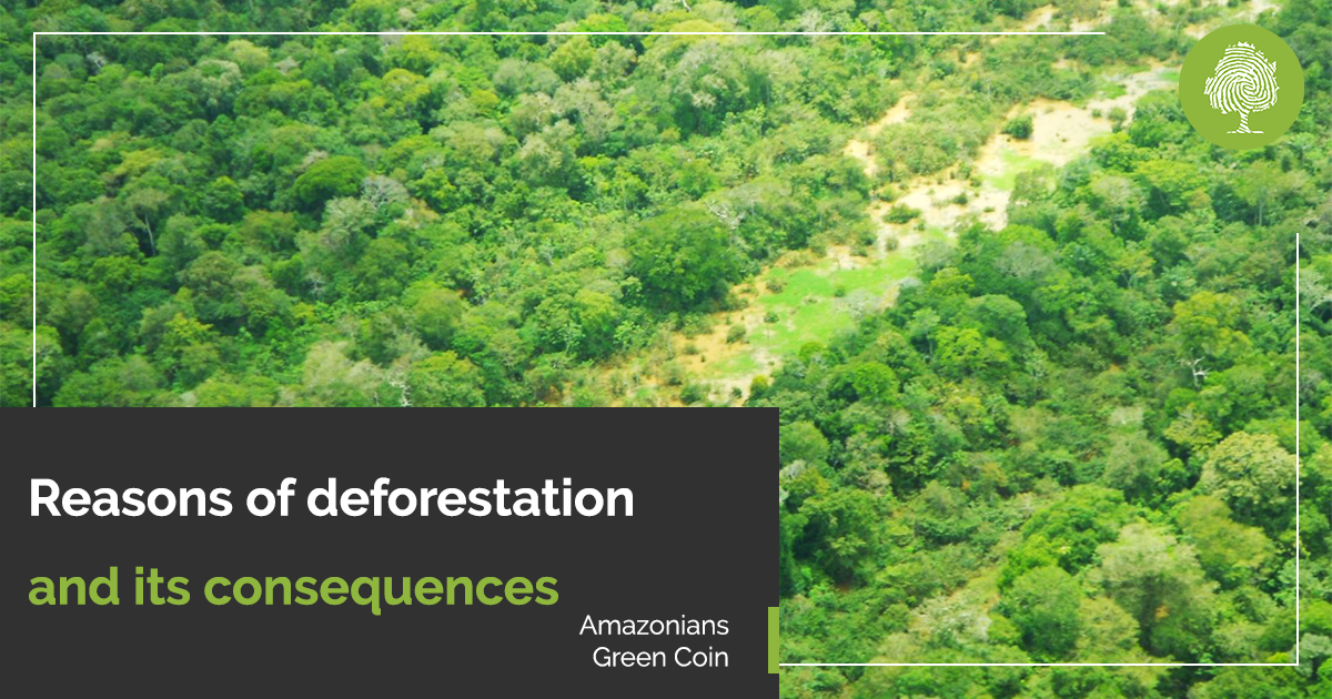 Why we should stop deforestation. The role of forests in combating ...