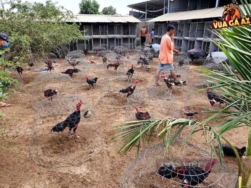 GA DANH THOMO 2024. TRỰC TIẾP GÀ DANH THOMO: Trải Nghiệm… | by Vua Gà ...