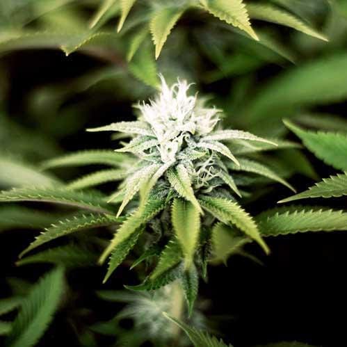The Ultimate Guide to Rosin Tech: Elevate Your Extraction with the Best ...